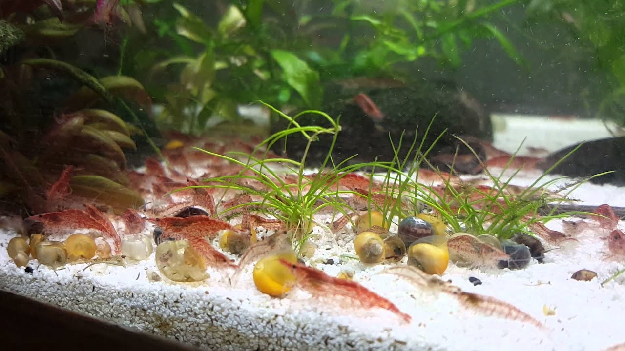 Shrimp feeding time - YouTube