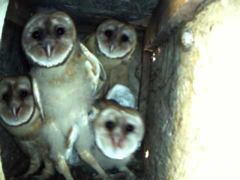Barn owl dance party - YouTube