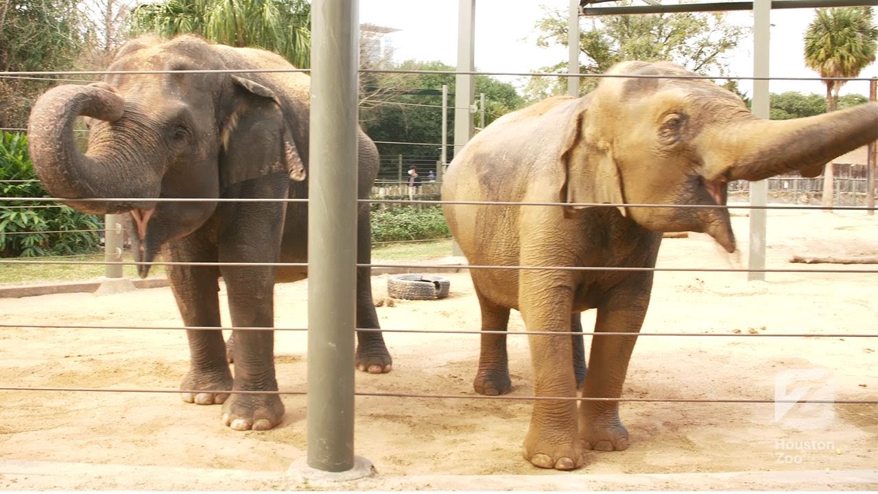 More Elephants to Love at the Houston Zoo - YouTube