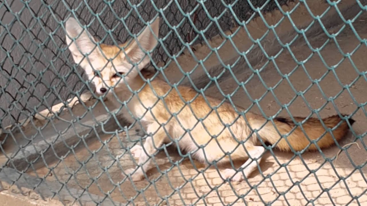 Fennec Fox at Dubai Zoo. 11.03.2015 - YouTube