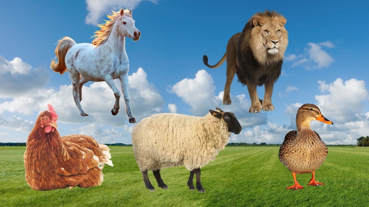 Ultimate Showdown: Horse, Goat, Duck, Penguin, Chicken - YouTube