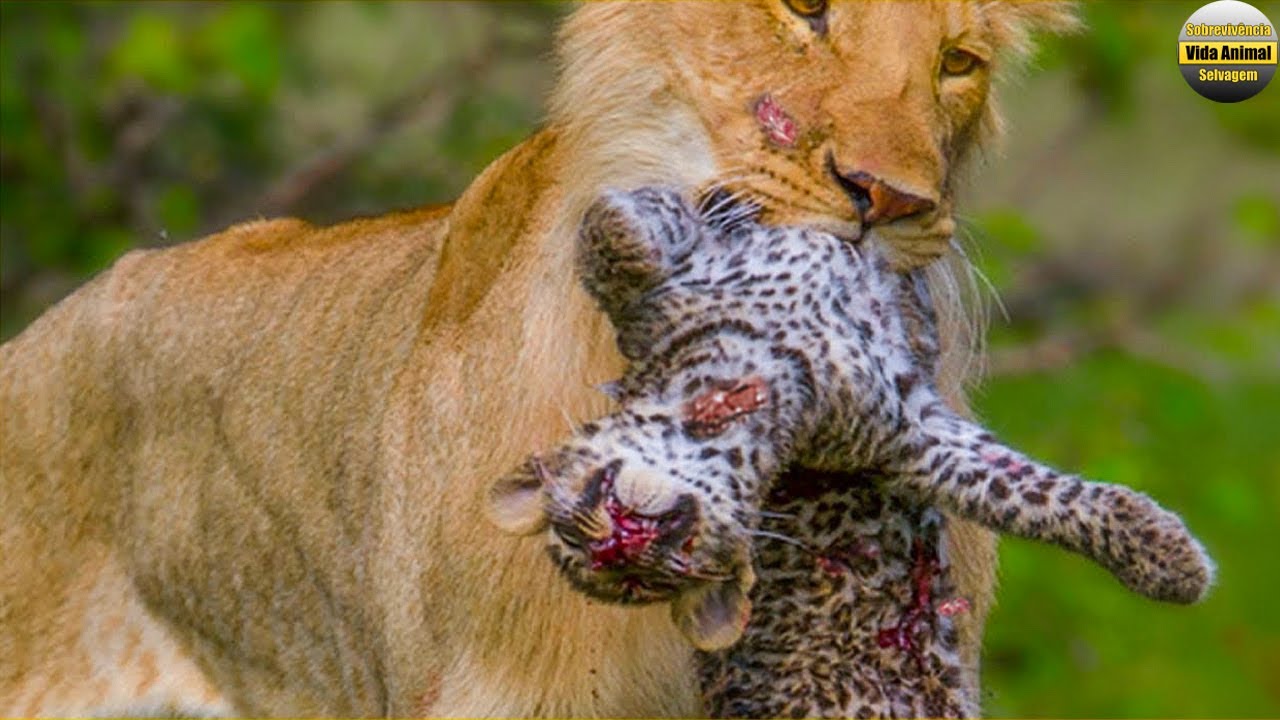 20 Momentos Assustadores Em Que Grandes Felinos Matam Animais ...