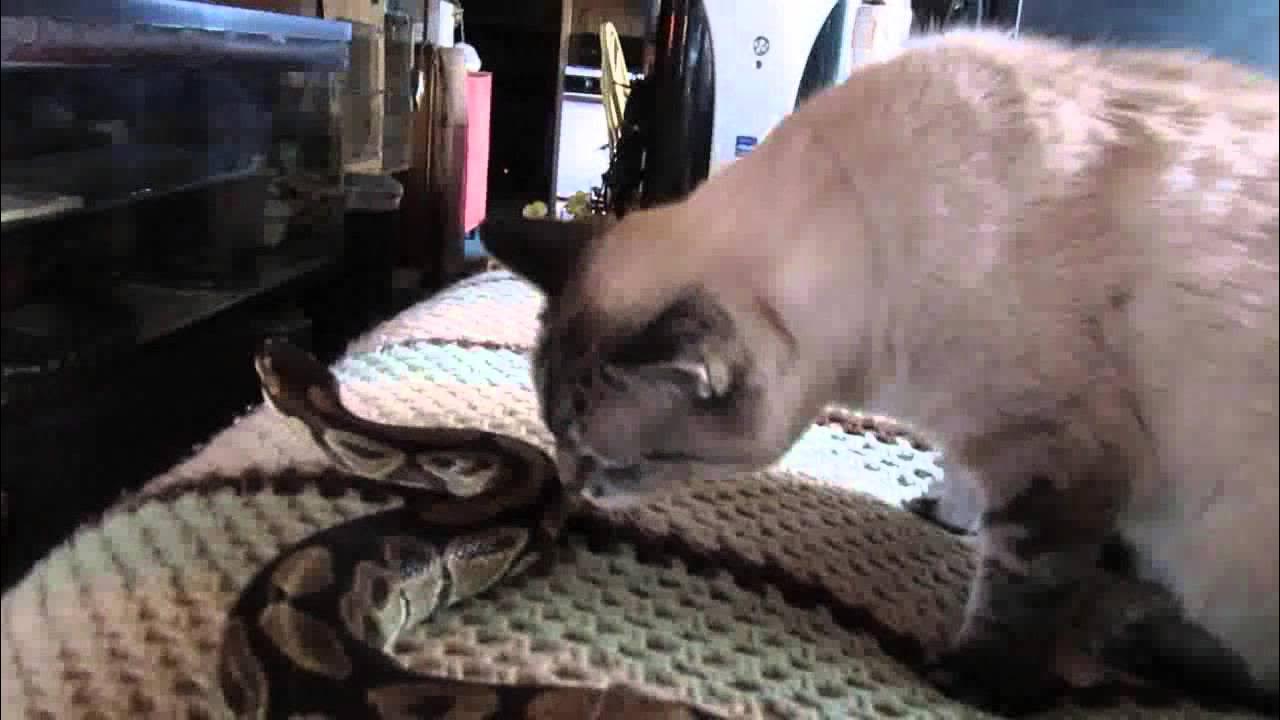 Cat And Snake Pals - YouTube