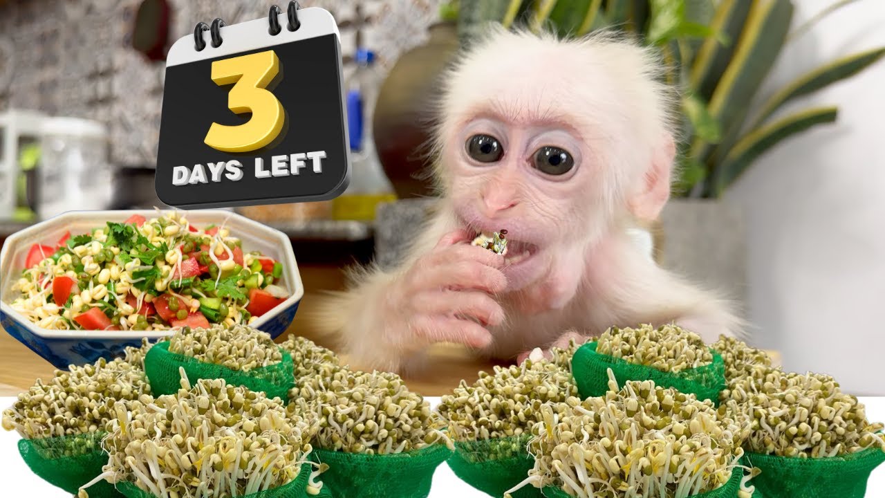 Baby monkey Baba Harvests Homemade Bean Sprouts After 3 Days and Enjoys ...