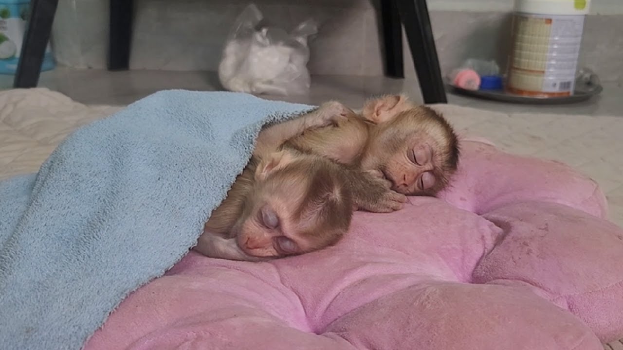 Good night for the two adorable monkeys, now sleeping very well - YouTube