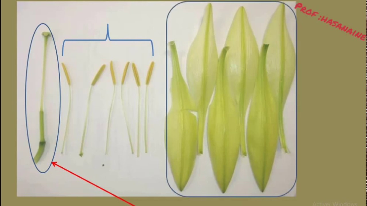 La reproduction chez les plantes: LA dissection florale partie 2 - YouTube