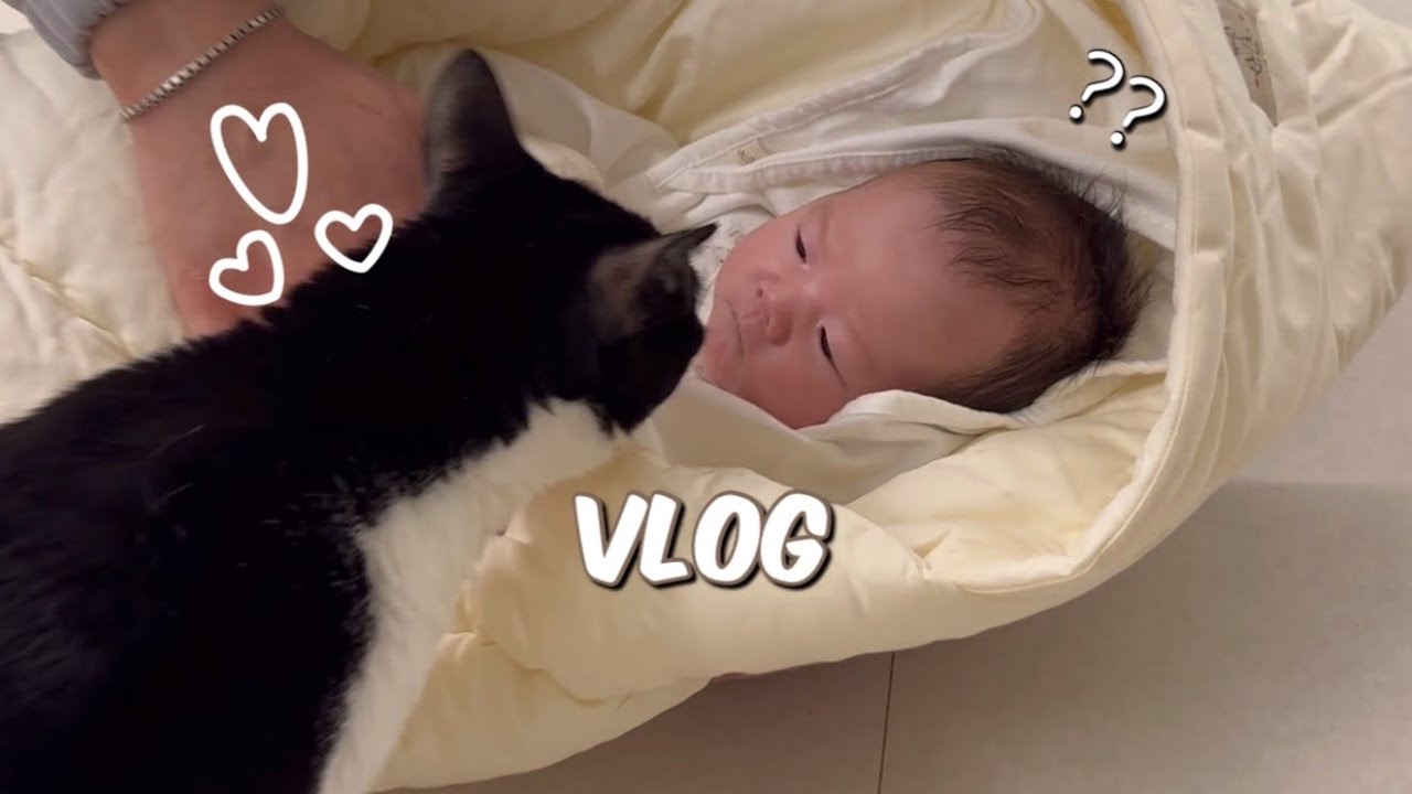 육아vlog드디어 니큐 퇴원 고양이와 아기 첫만남 ️ 기저귀 한번 갈아본적 없는 왕초보엄빠 산후도우미 없이 육아하기첫 수유