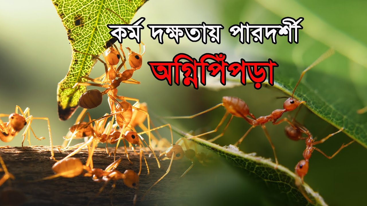 Home - Prokriti O Jibon Foundation