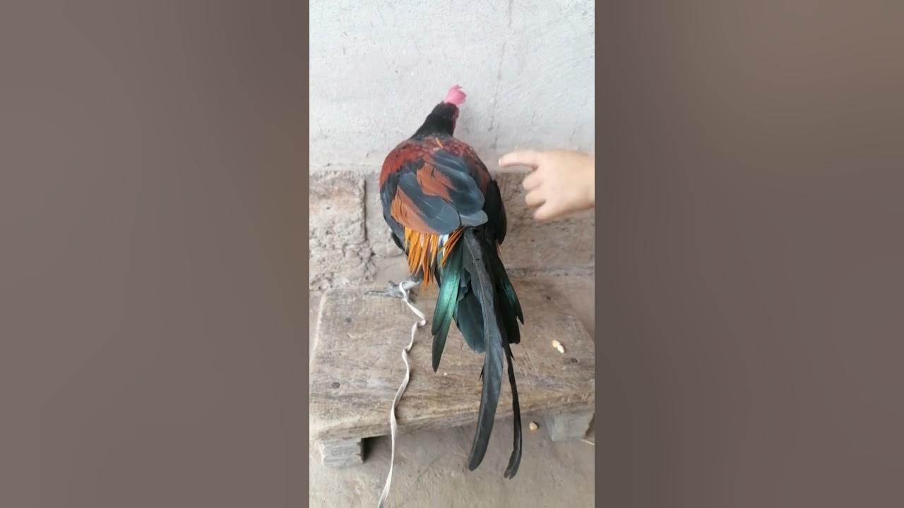 Qaib qus zoo nraug - YouTube