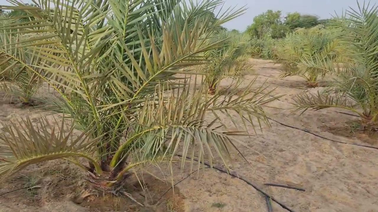 tissue culture date palm 3 years old plant - YouTube