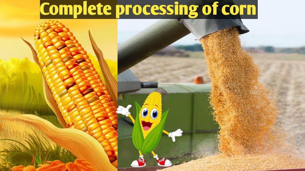 Complete Processing of Sweet Corn from Farming to Dining: Awesome ...