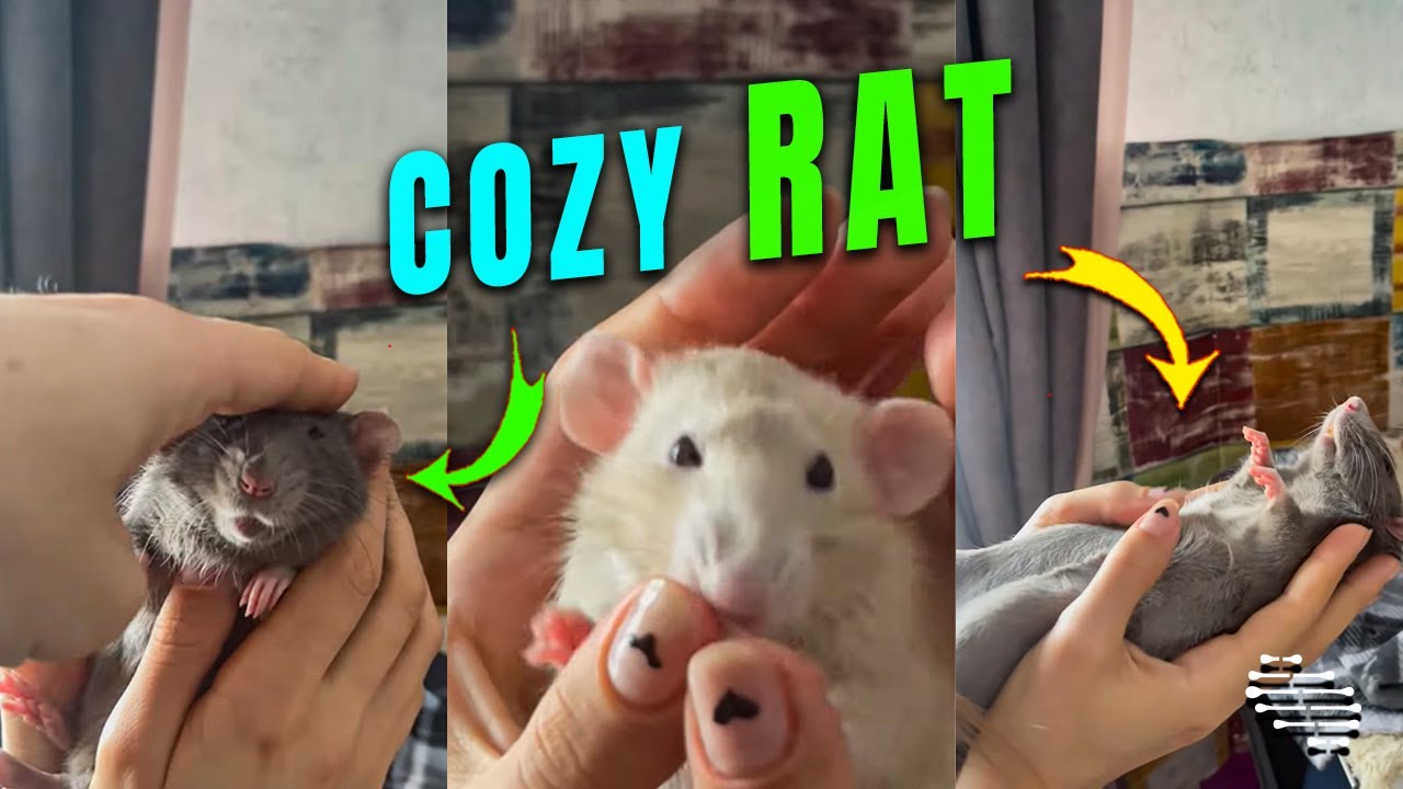 Rat Getting Belly Rubs While Laying in Mom’s Hand - YouTube