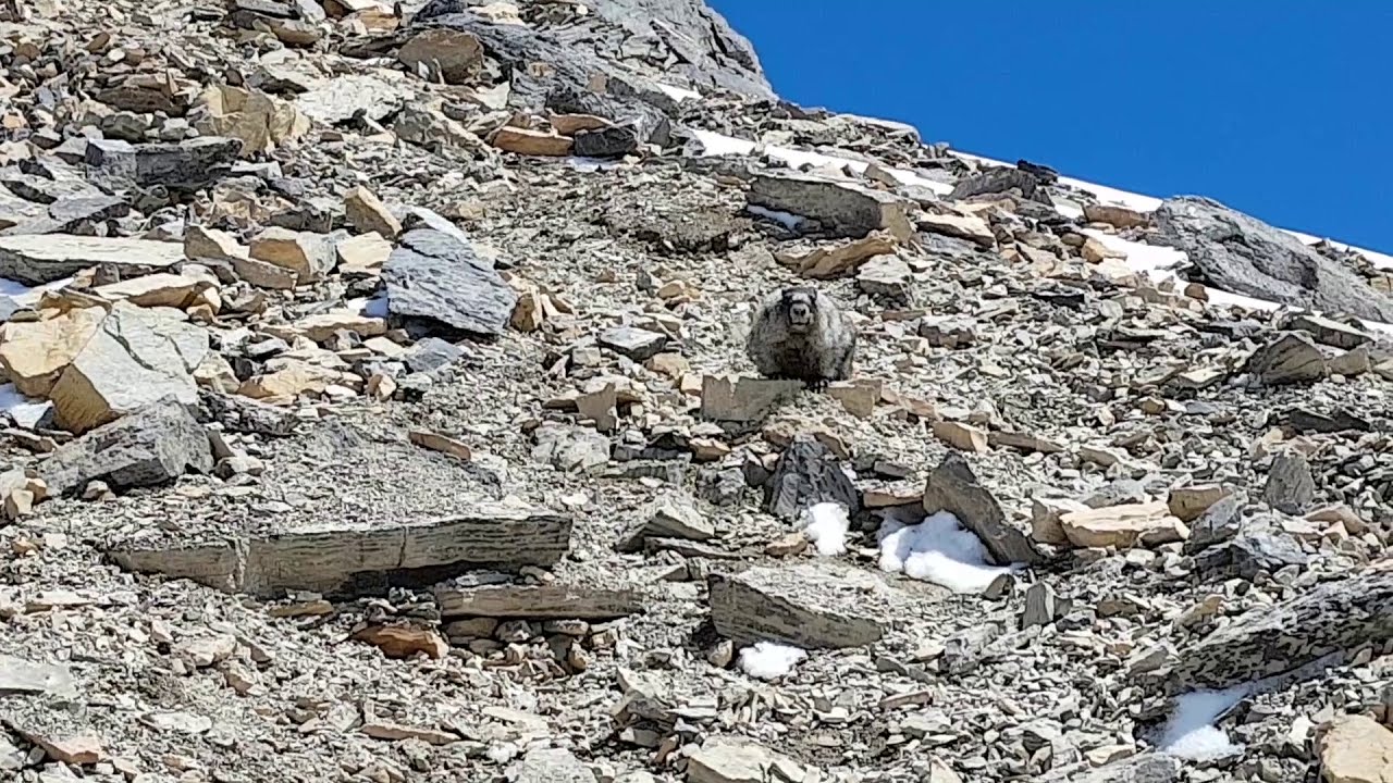 Banff National Park - hiking Cirque Peak (marmot part 2) - YouTube