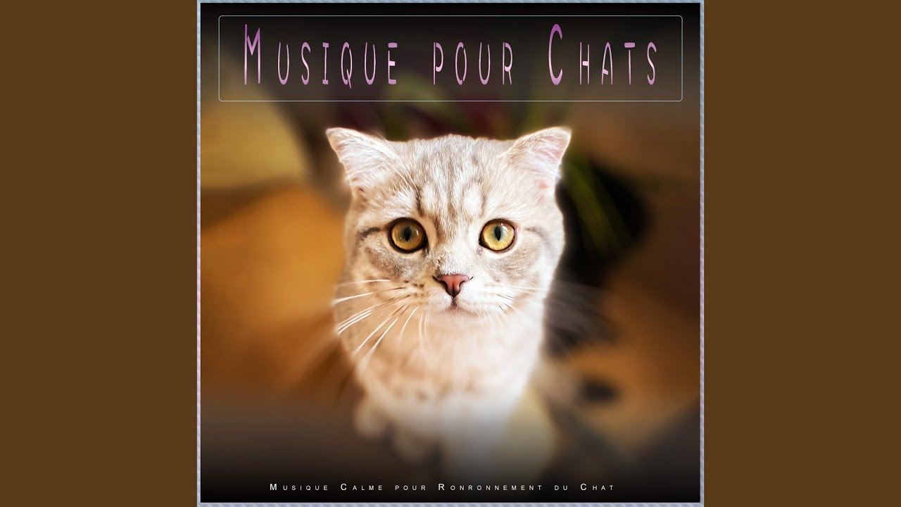 Le meilleur de la musique pour chats - YouTube Music