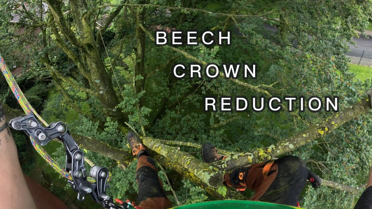 Beech crown reduction (SRT climbing with roperunner pro, redirects and ...