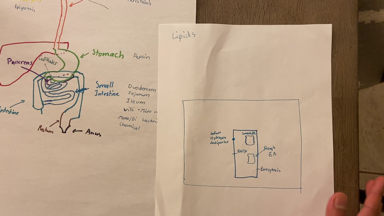 Oregon Trail Project - YouTube