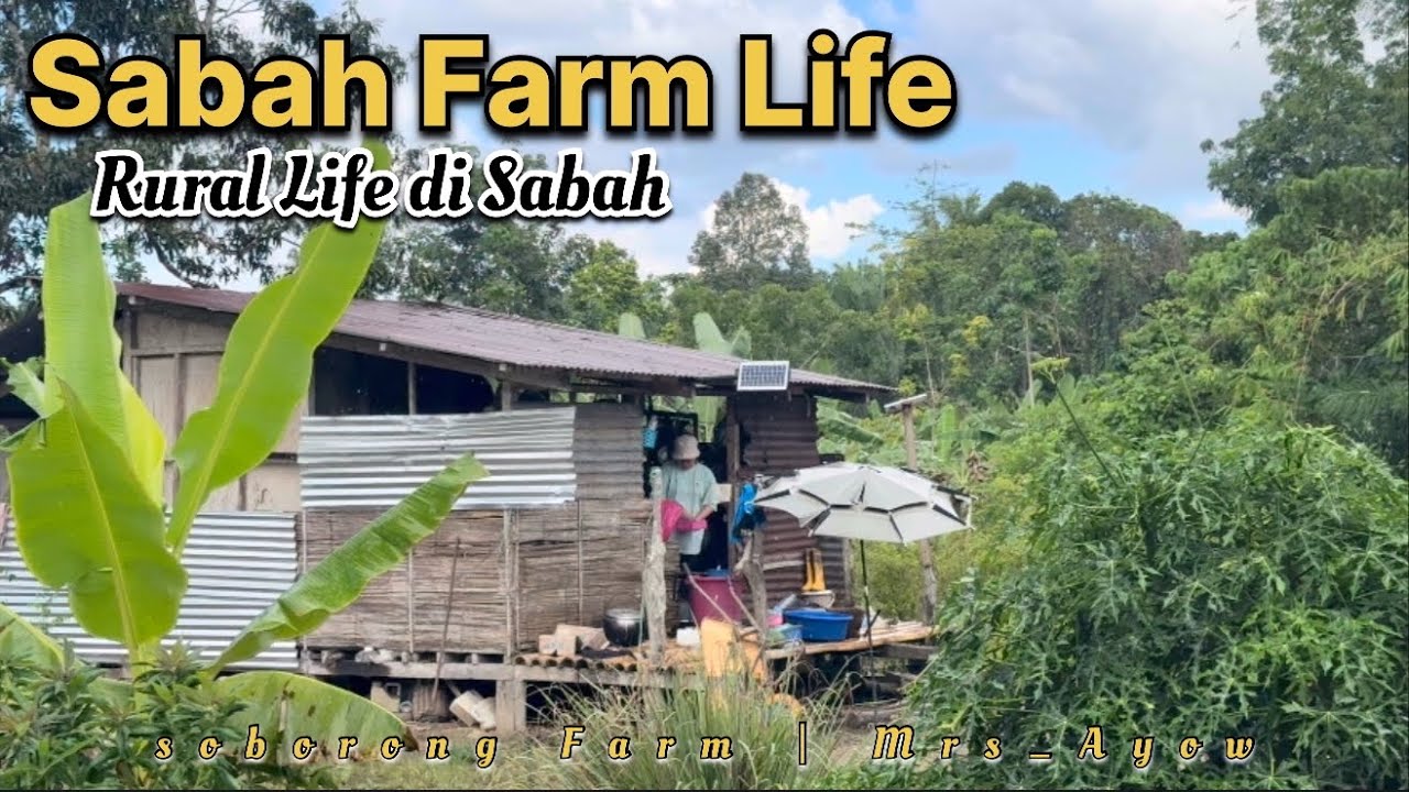 Sabah Daily Rural Life at Soborong Farm Ep 25 | Feeding Livestock ...