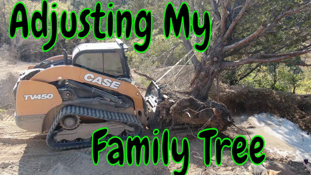 Moving a big Red Cedar tree with case TV 450 Skid Steer - YouTube