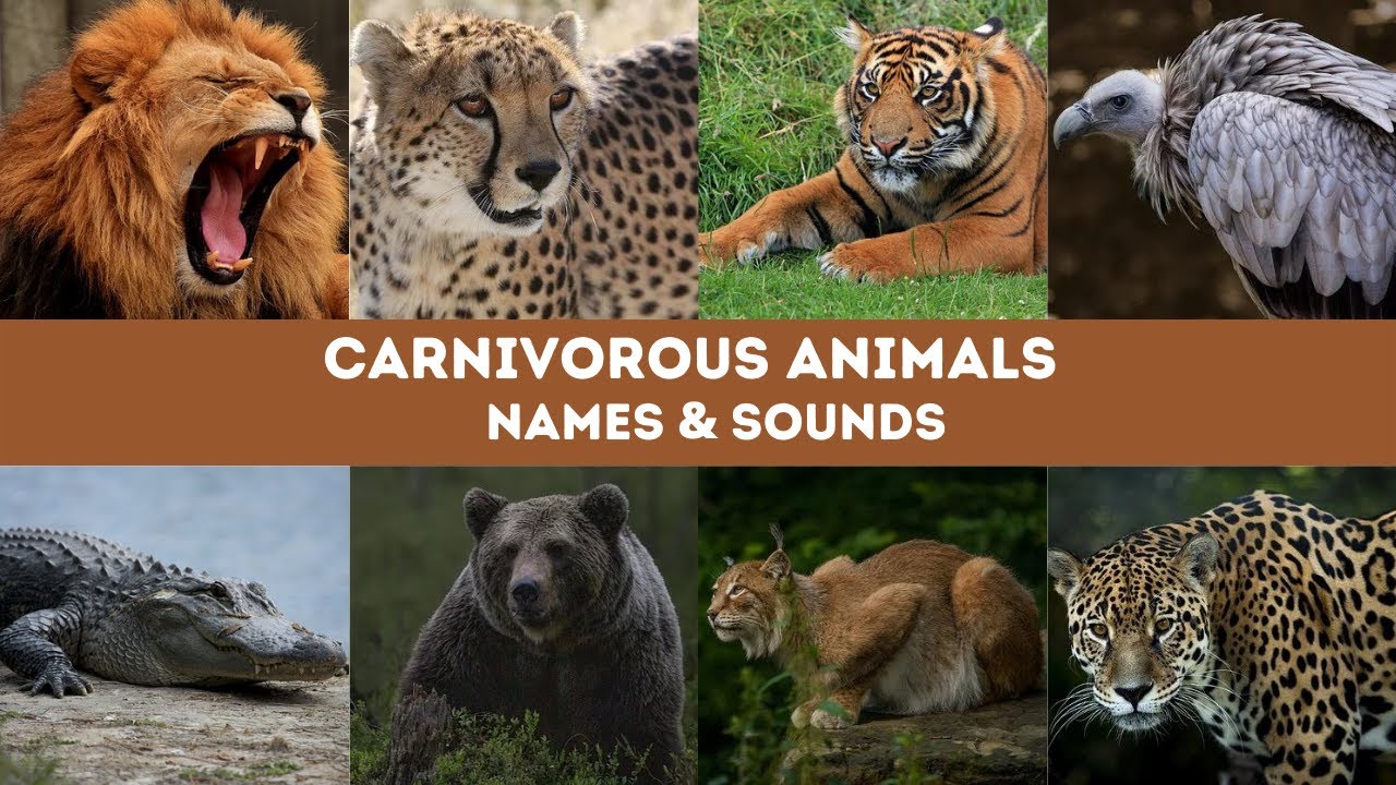 CARNIVOROUS ANIMALS Names and Sounds in English Learn Carnivorous ...
