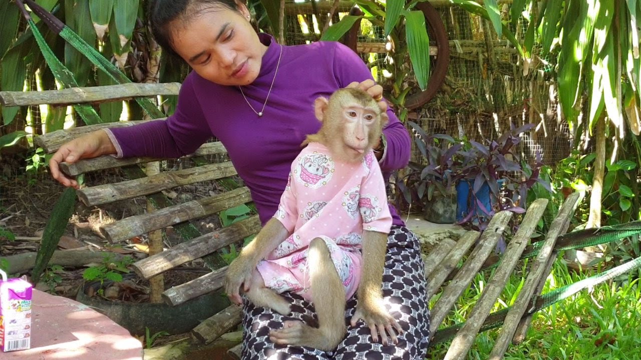 Adorable monkey Koko very gentle man and lovely /Koko&Yoko official ...