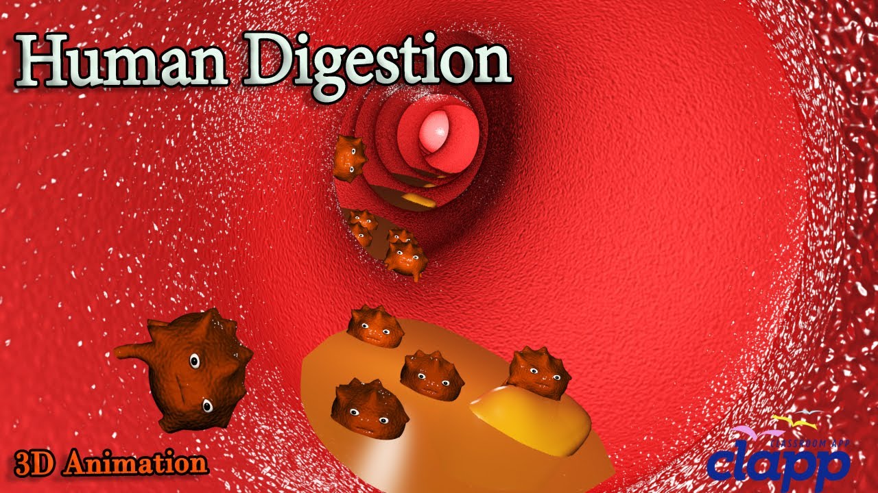 What happens to your food (3D Animation) - YouTube