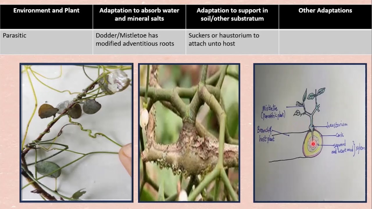 Root: Structural Adaptations - YouTube