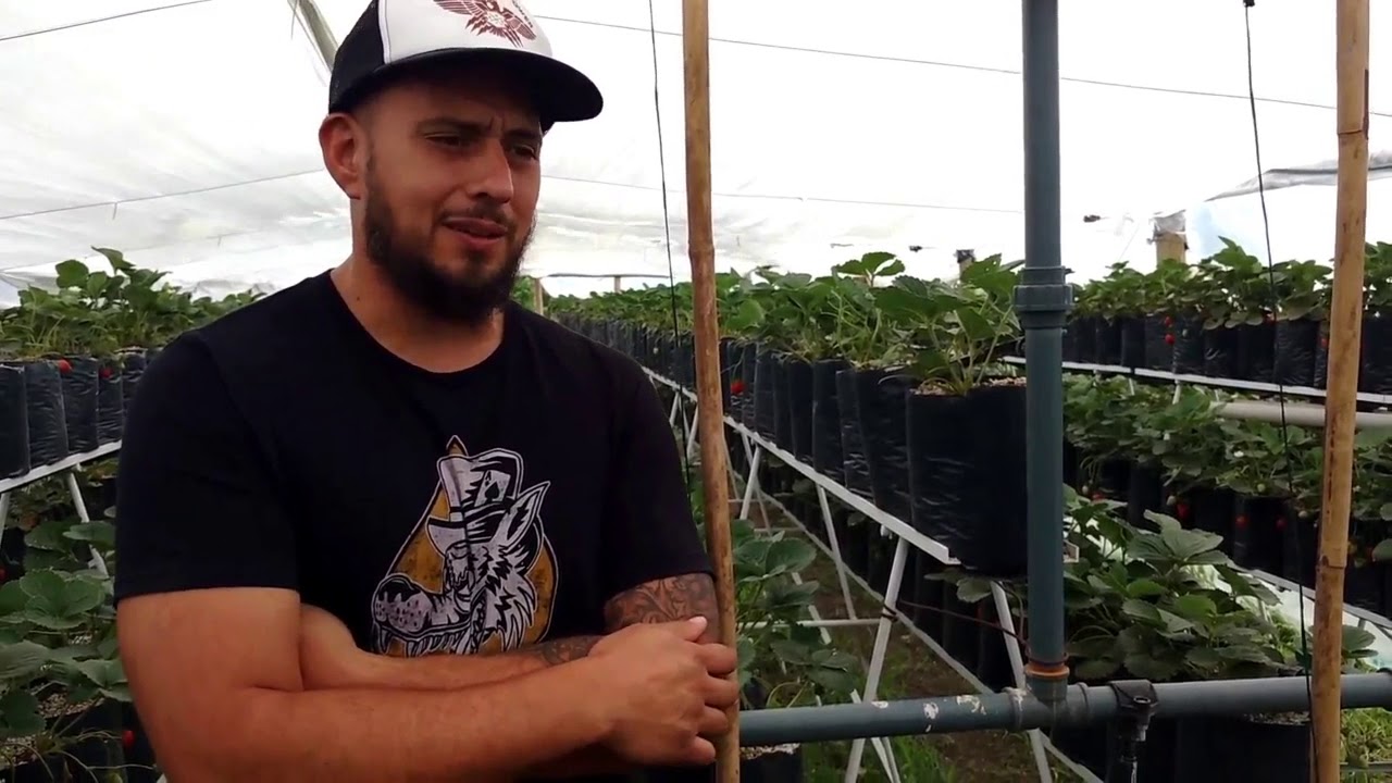 Entrevista sobre cultivos hidroponicos - Daniel Schonfeld - YouTube