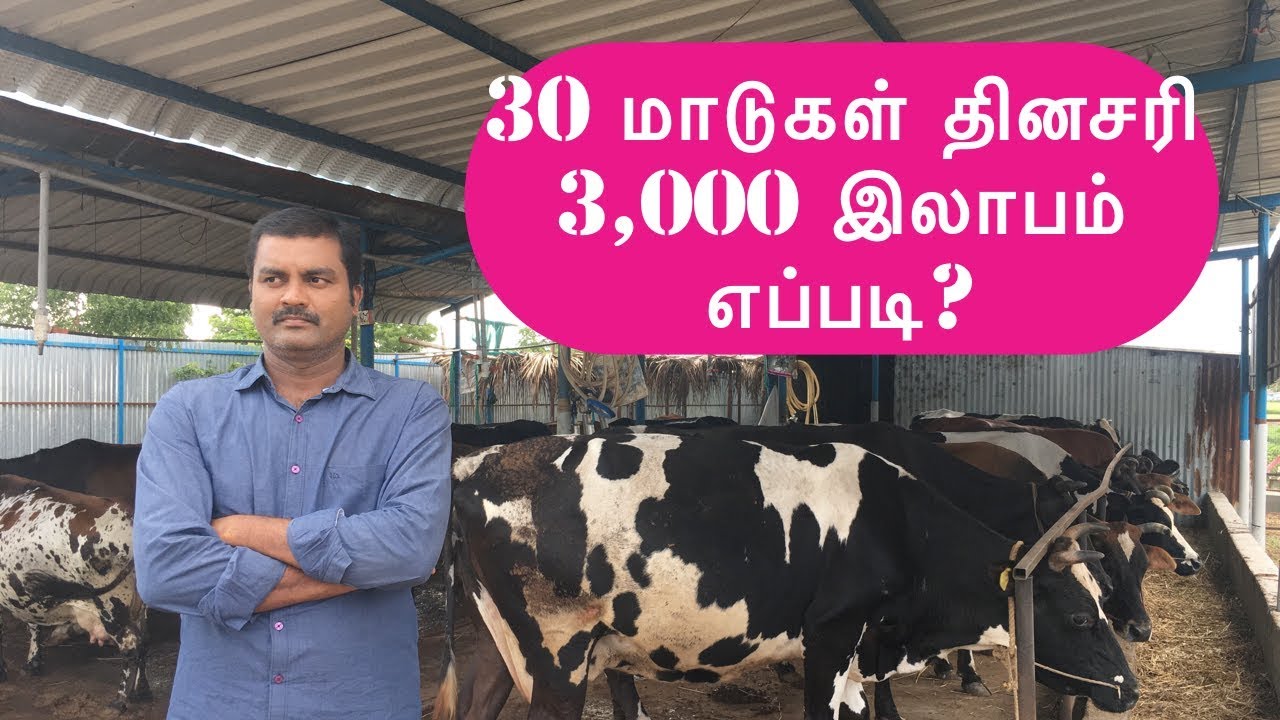 பால் பண்ணையில் 5 வருட அனுபவங்கள் | Successful Dairy Farm - YouTube