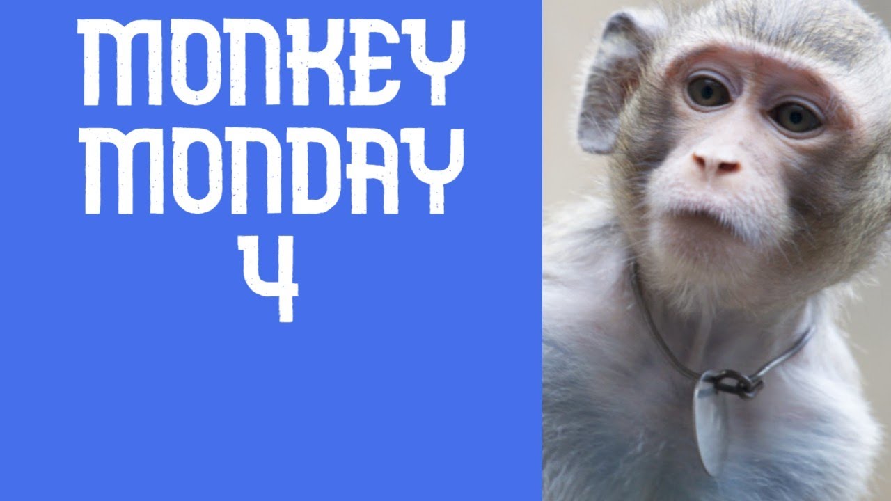 MONKEY MONDAY PART 4 RETURN OF THE MONKEY - YouTube