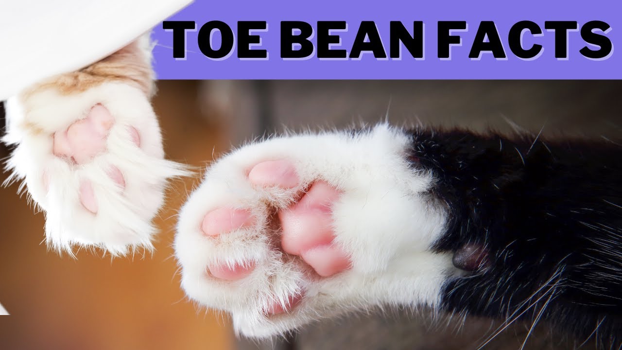 10 Fun Facts About Your Cat's Adorable Toe Beans (Paw Pads) - YouTube