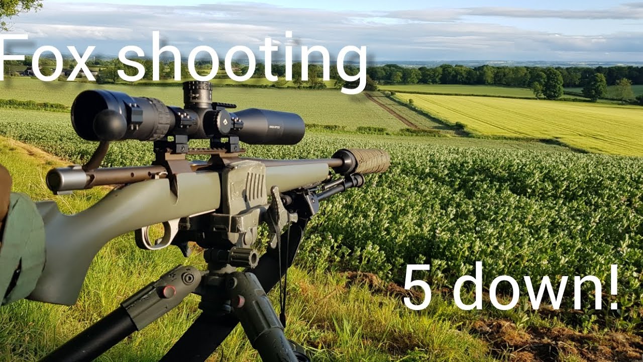 Fox shooting with a .243 Howa 1500 - YouTube