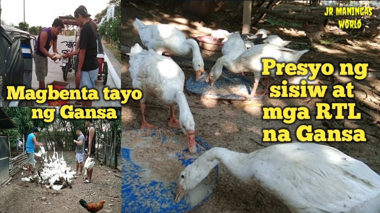 Presyo ng gansa sisiw at mga RTL / magkanu ang Gansa / Pag aalaga ng ...