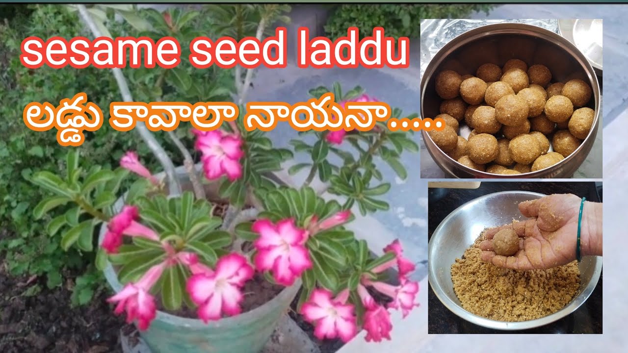 sesame seed laddu||ఈ ఒక్క లడ్డు చాలు రోజంతా ఎనర్జీ గా ఉండడానికి ...