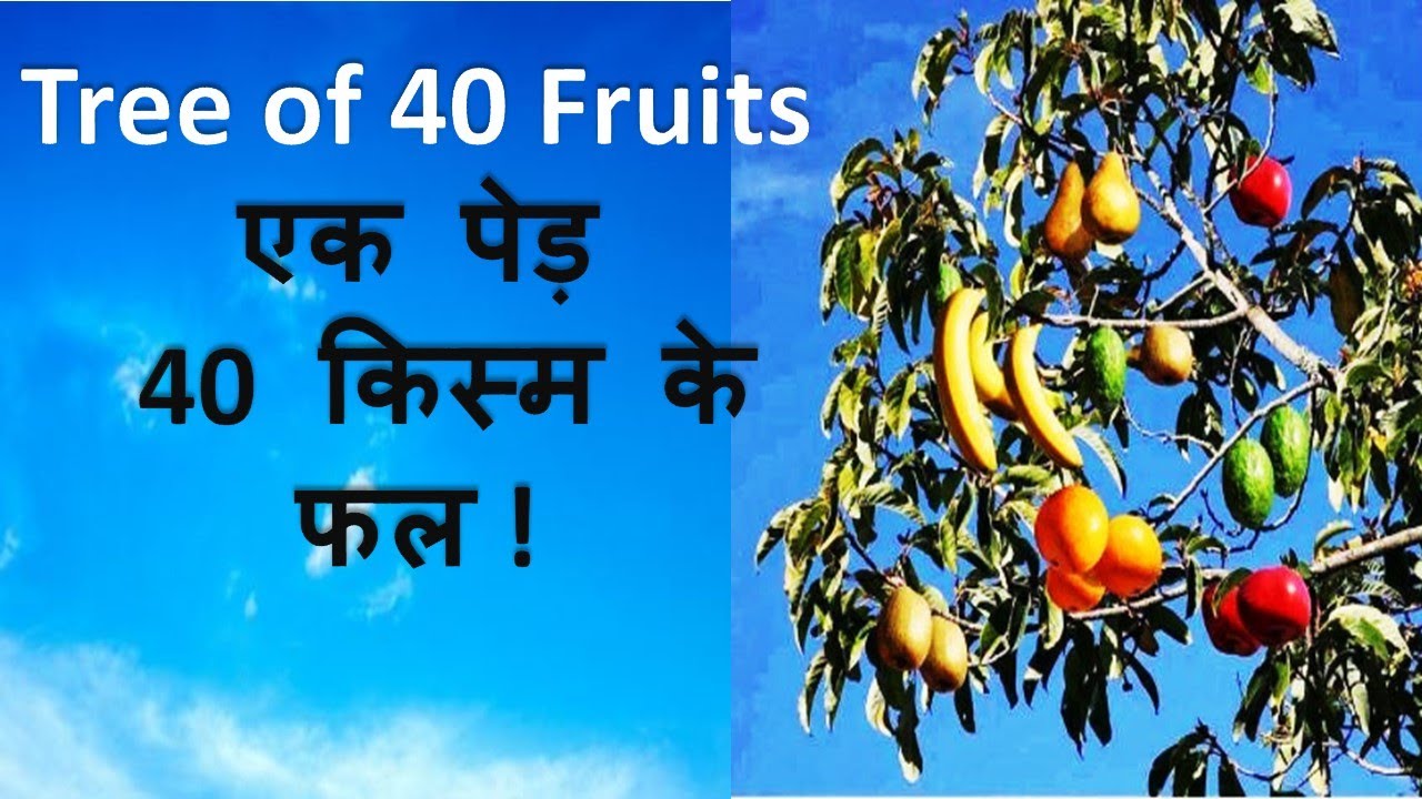 Tree of 40 Types Fruits. Tree Grafting. A wonderful Innovation of Art ...