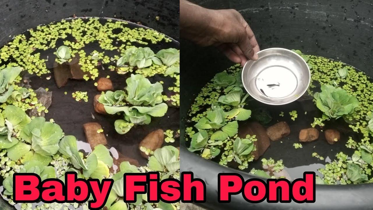 Baby Fish Pond #fishtank #fish #fishvideo #fishpond - YouTube