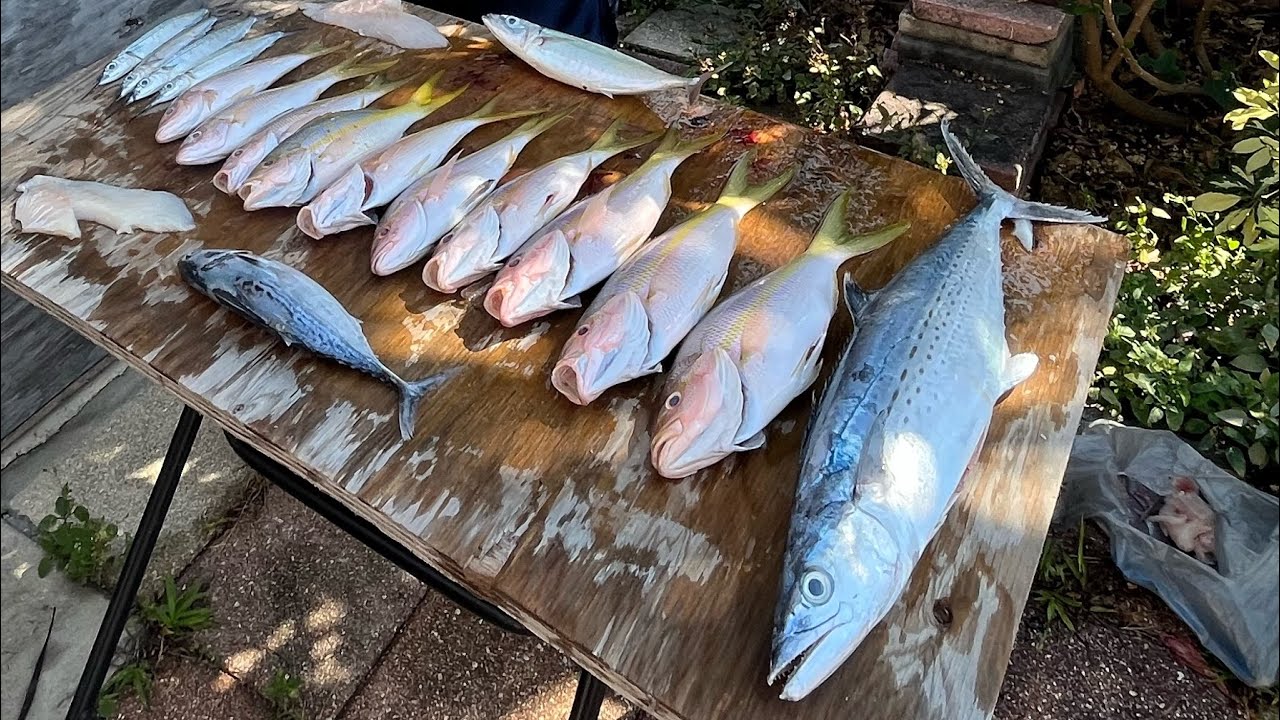 Yellowtail Snapper, Cero Mackerel and Triggerfish - Fishing Miami/Ocean ...