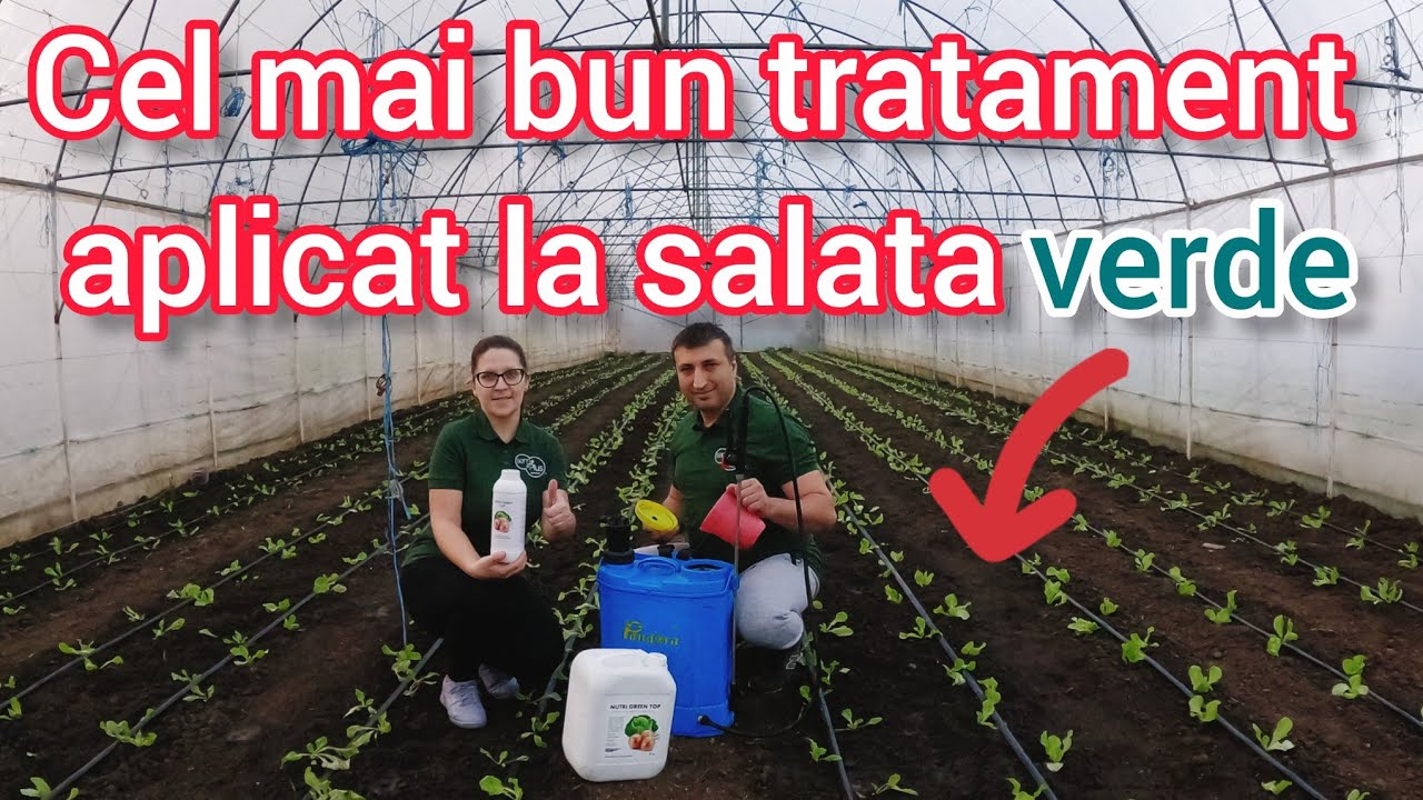 Cel mai bun tratament aplicat la salata verde Îmbunatateste structura ...