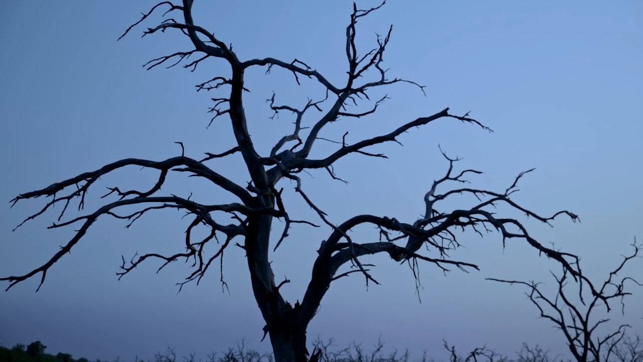 'The Black Tree' - Hebden Bridge Film Festival 2020 - Trailer - YouTube