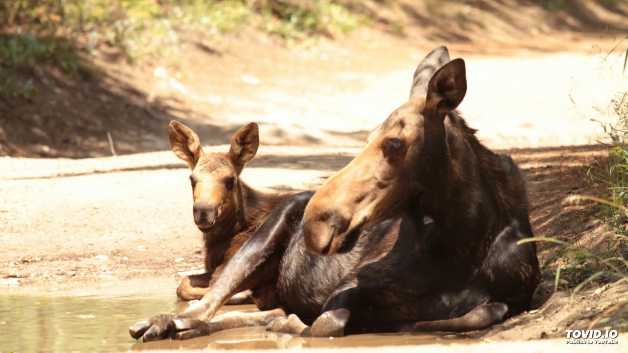 Sample - Ricky Dickens - Sugar Shack - YouTube