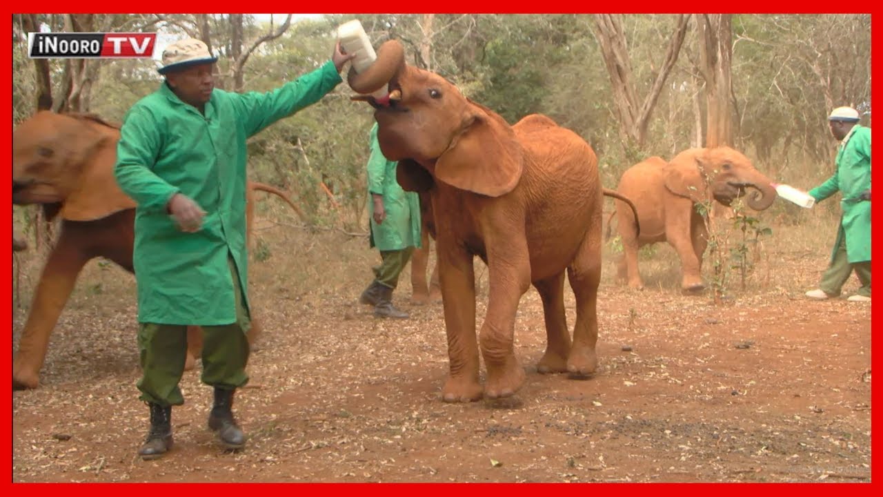 Kũrera tũcaũ twa ndigwa twa njogu - YouTube