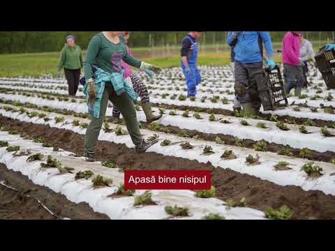 ELMI   Video 3   Planten   ROEMEENS