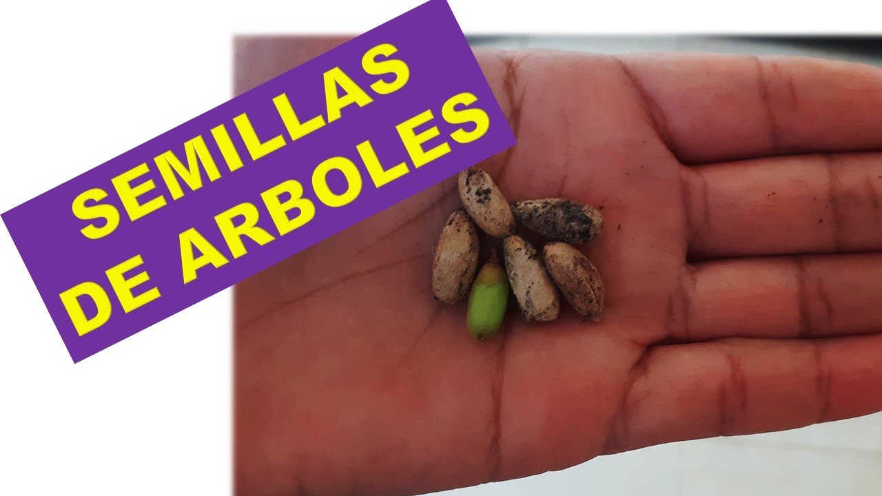 ARBOLES Y SUS SEMILLAS/ Jardinería InnJardin - YouTube