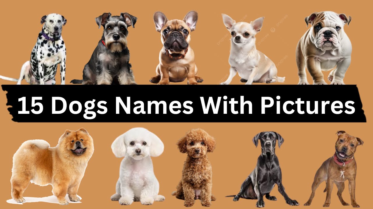 15 Dogs Names With Pictures | Super Cute Dogs | Best & Learning Video ...