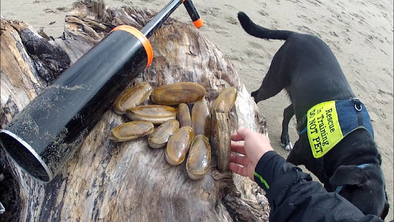Digging Razor Clams with Pepper - YouTube