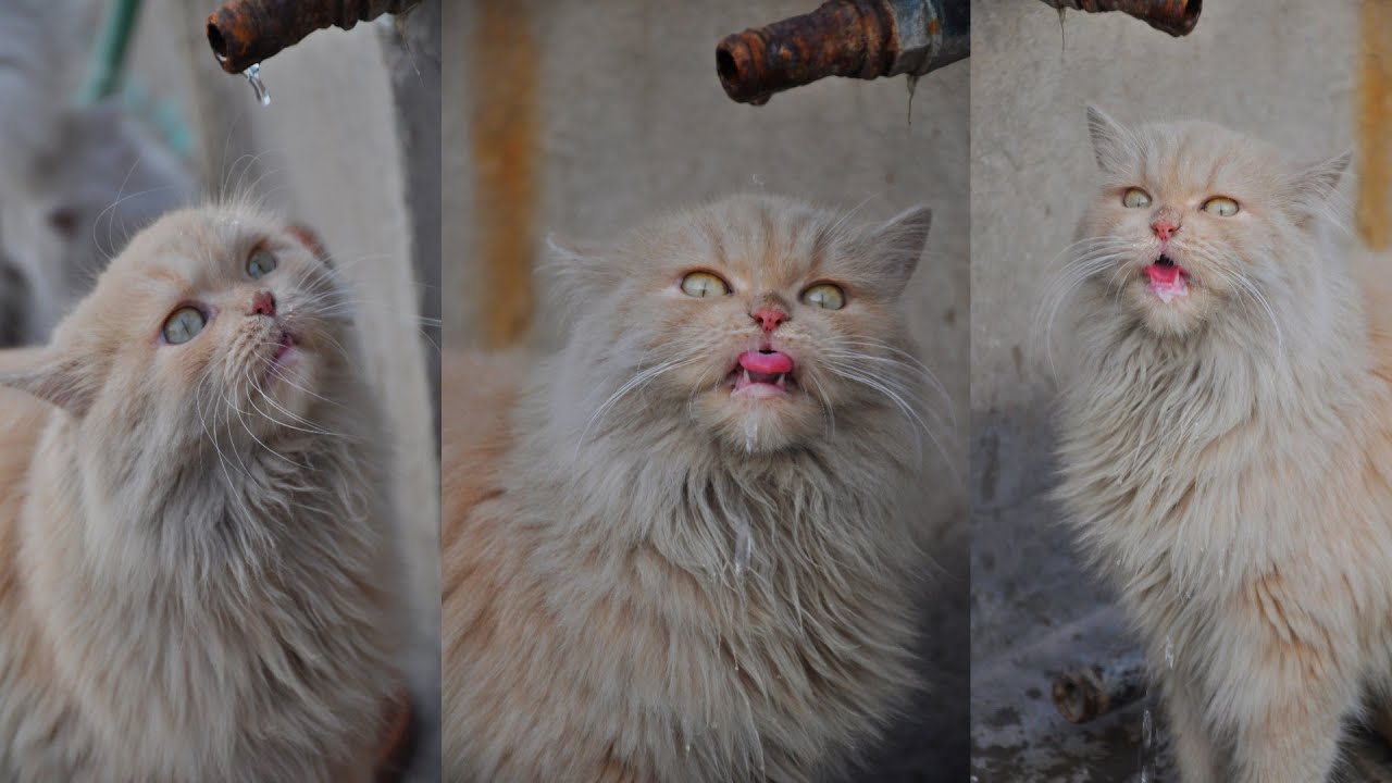 Cat (Malo) drinking water from pipe (Totally Geniuses mind) 🐈🐈🐱🐈 - YouTube