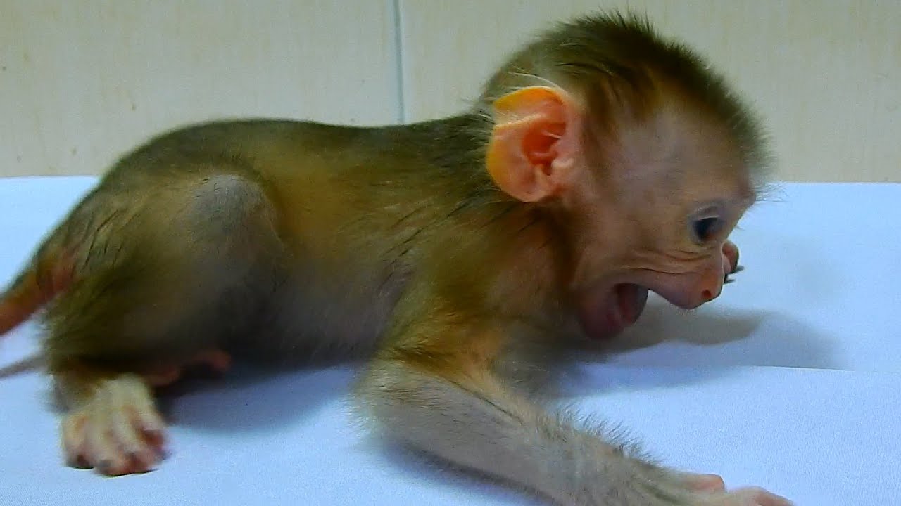 01#Poor Newborn Baby ANA Cry Loudly Don't Stay Alone - YouTube