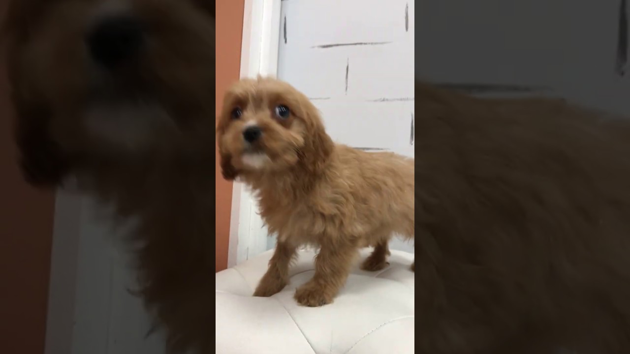 Cavapoo girl - YouTube