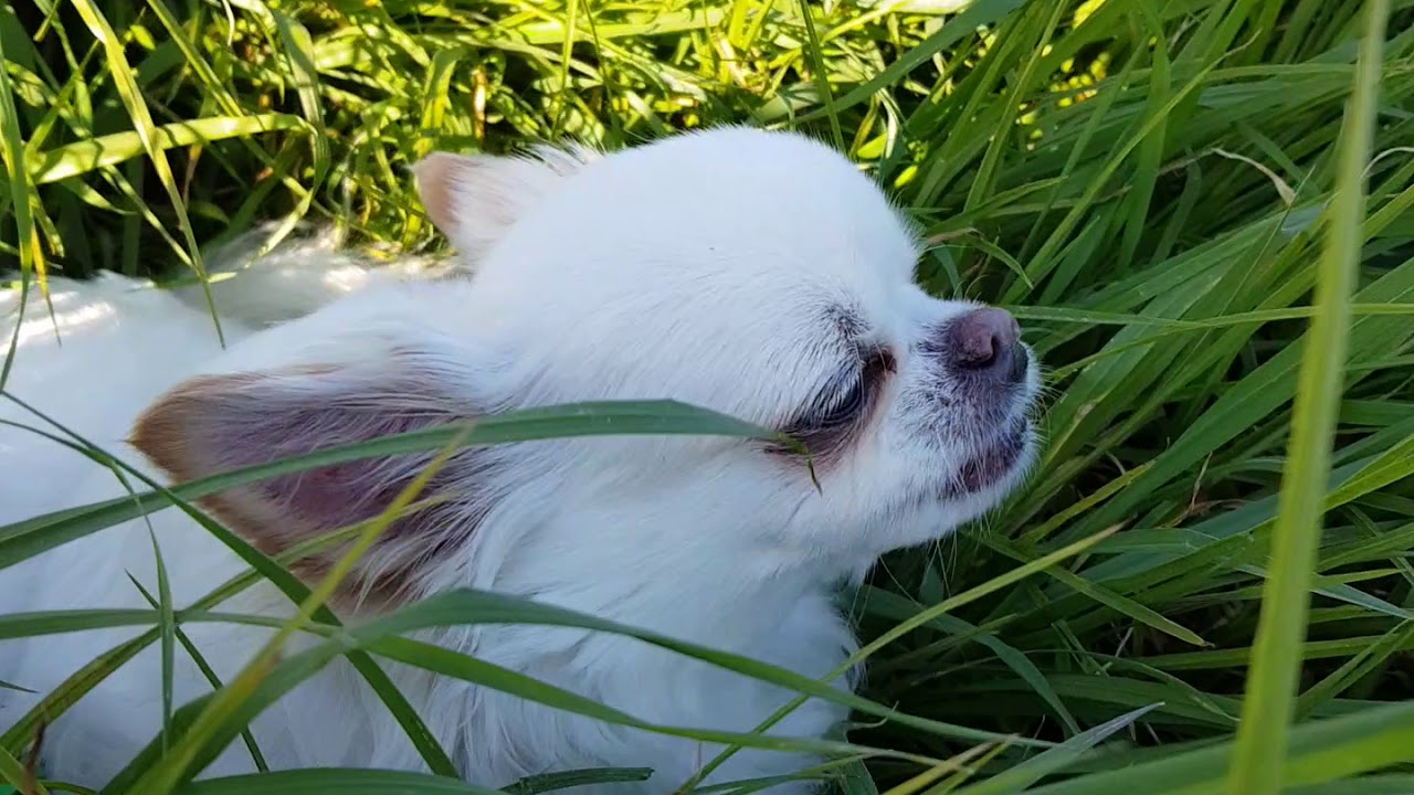 Gremlin eating grass - YouTube