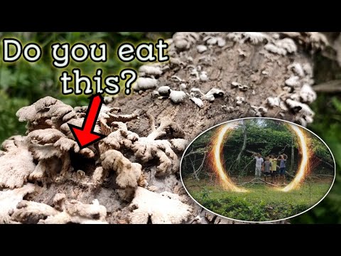 Kurakding Fungi | Split-gill mushroom | Kujaji | how to cook kurakding ...