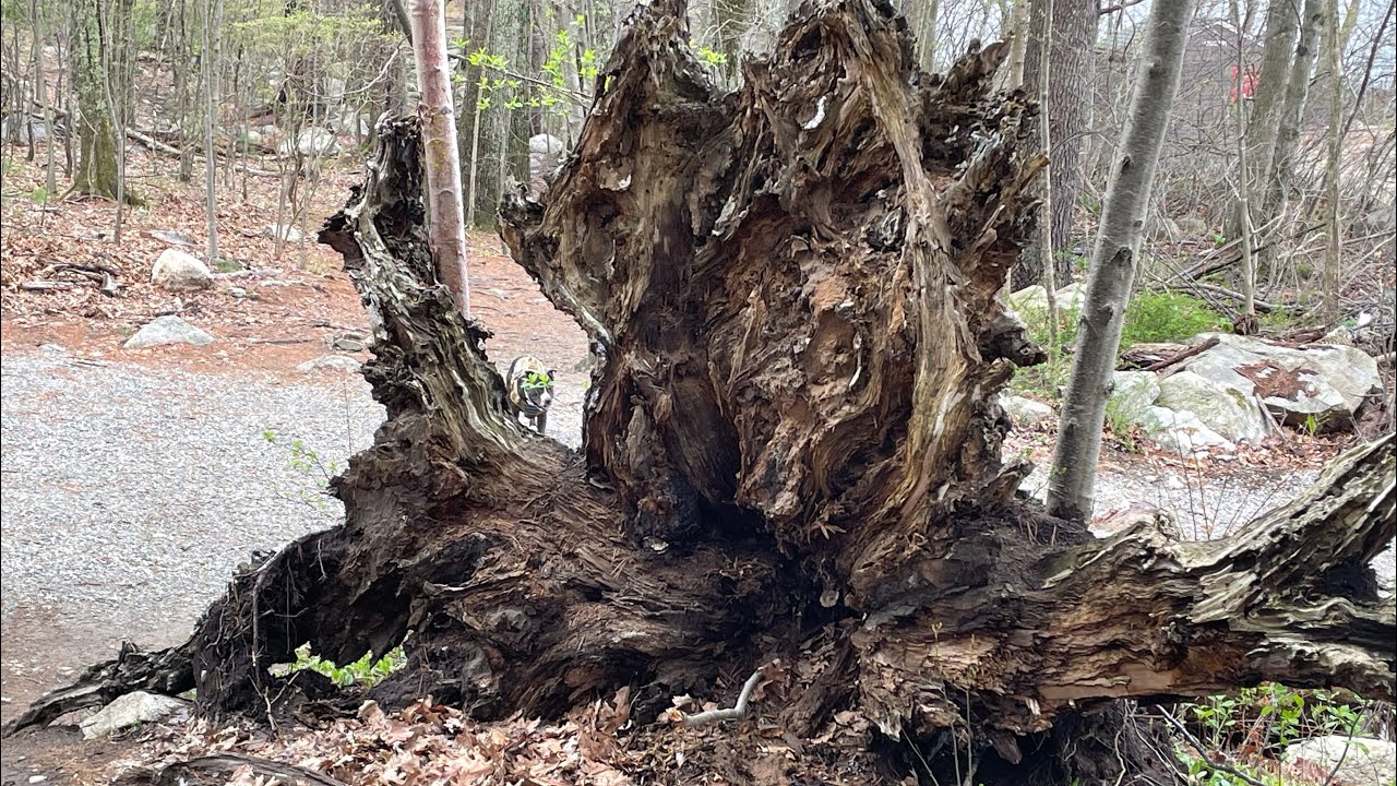 Butt Trees - YouTube